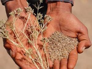God’s Cures: 10 Remedies from the Bible - The Lost Herbs