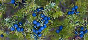 Juniper - The Lost Herbs