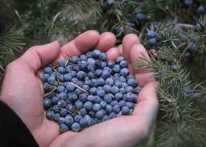 Juniper - The Lost Herbs