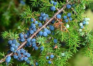 Juniper - The Lost Herbs