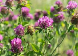 Red Clover - The Lost Herbs