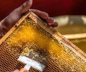 When and Why You Should Take Propolis - The Lost Herbs