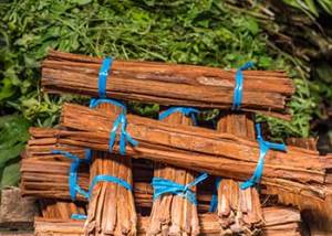 Cat's Claw - The Lost Herbs