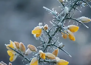Foraging Calendar: What to Forage in February - The Lost Herbs