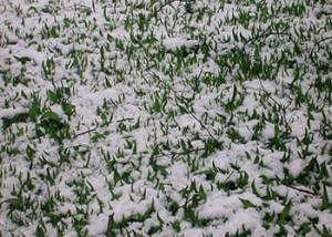 Foraging Calendar: What to Forage in February - The Lost Herbs