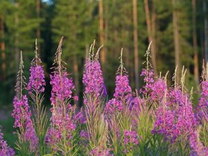 27 Edible Plants That Might Surprise You - The Lost Herbs