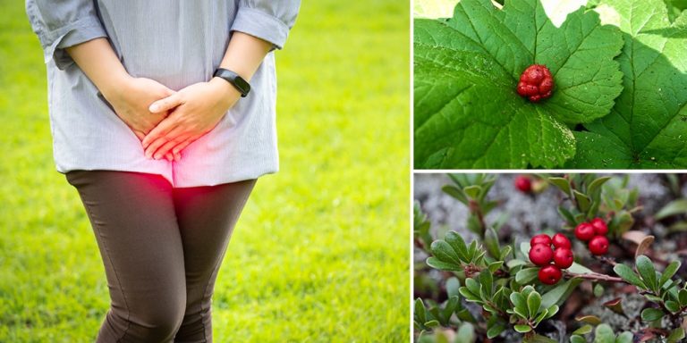 3 Herbal Remedies for UTIs - The Lost Herbs