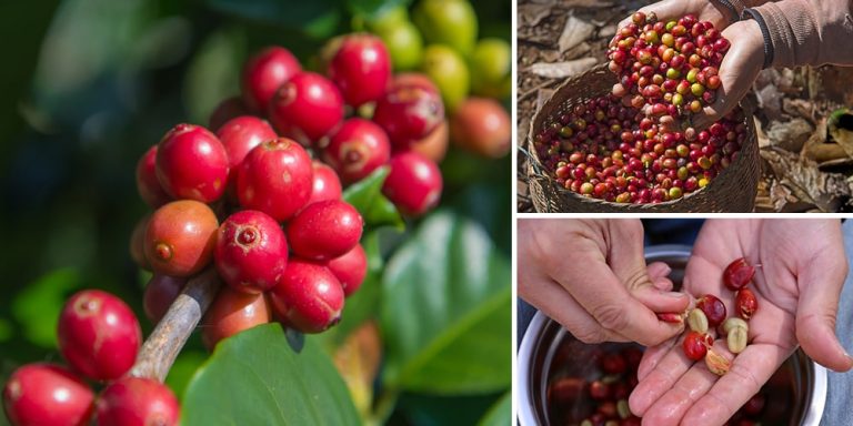 Coffee Berry, Nature's Wasted Superfood - The Lost Herbs