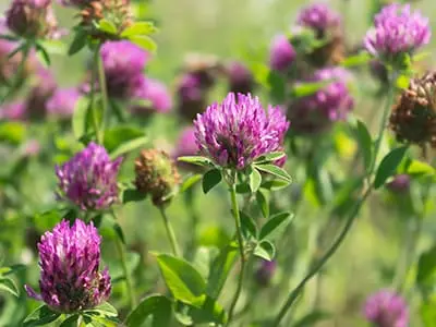 Foraging Calendar: What to Forage in March - The Lost Herbs