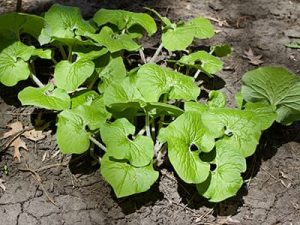Foraging Calendar: What to Forage in March - The Lost Herbs