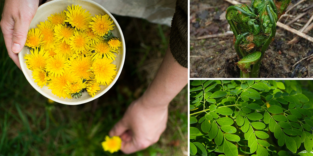 The Most Nutritious Plants You Can Forage This Spring The Lost Herbs The Most Nutritious Plants You Can Forage This Spring The Lost Herbs