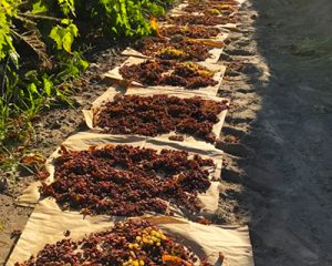 What Happens If You Drink Raisin Water? - The Lost Herbs