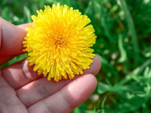 DIY Amish Elixir for Pain Management - Amish Ibuprofen - The Lost Herbs