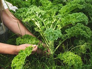 DIY Fermented Kale for Blood Pressure - The Lost Herbs