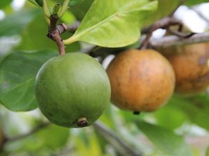 Foraging Calendar: What to Forage in April - The Lost Herbs