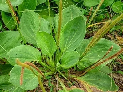 Foraging Calendar: What to Forage in April - The Lost Herbs