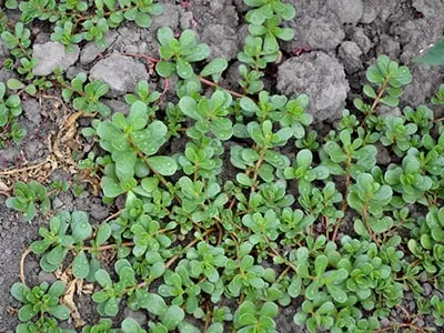 Foraging Calendar: What to Forage in April - The Lost Herbs