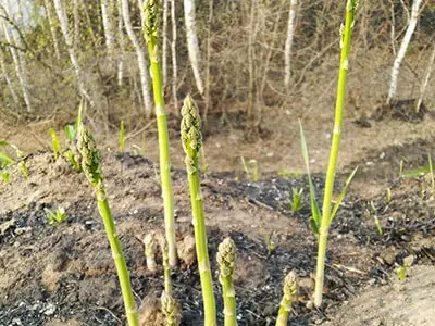 Foraging Calendar: What to Forage in April - The Lost Herbs
