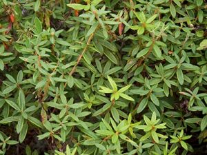 Foraging Calendar: What to Forage in May - The Lost Herbs