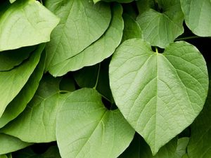 Herbal Remedies for Insomnia That Actually Work - The Lost Herbs