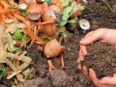 Don’t Throw Away Potato Peels, Do This Instead! - The Lost Herbs