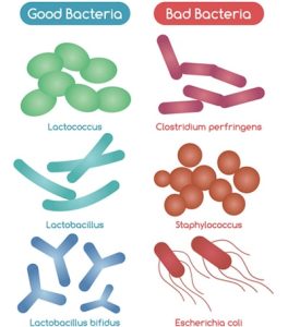 Herbal Tonic for Gut Repair - The Lost Herbs