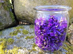 Violet Oil for Deep Sleep - The Lost Herbs