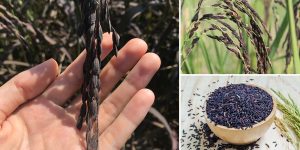 Why You Should Eat “Forbidden Rice” - The Lost Herbs