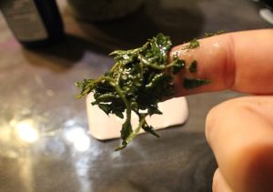How to Make an Herbal Thyroid Poultice - The Lost Herbs