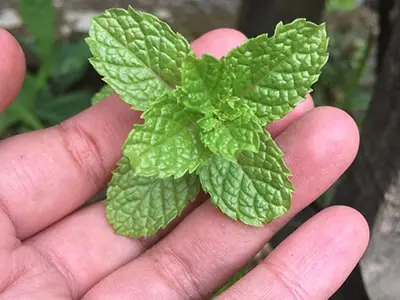 Ancient Herbs You Should Smoke - The Lost Herbs