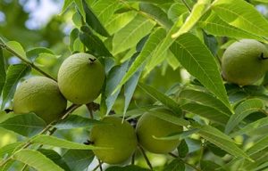 Herbal Glossary: Remedies for Your Liver - The Lost Herbs