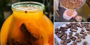 DIY Fermented Water - The Lost Herbs