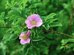 Native American Remedies That We Lost to History - The Lost Herbs