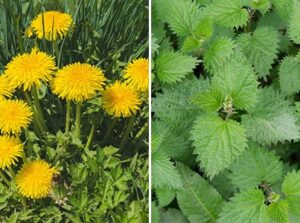 Herbs You Should Always Take Together - The Lost Herbs