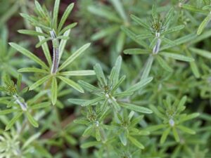 How to Use Cleavers to Your Advantage - The Lost Herbs
