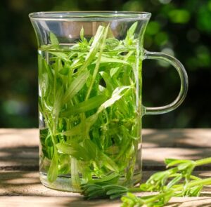 How to Use Cleavers to Your Advantage - The Lost Herbs