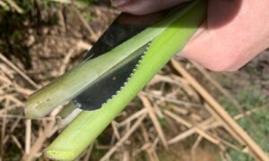 Cattails - Nature's Anesthetic - The Lost Herbs