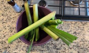 Cattails - Nature's Anesthetic - The Lost Herbs