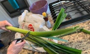 Cattails - Nature's Anesthetic - The Lost Herbs