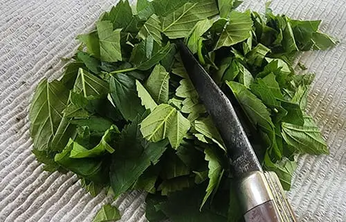 The Only Thing You Should Forage This Season - The Lost Herbs