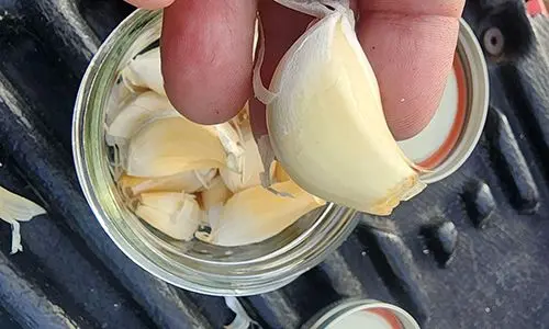 Homemade Medicinal Blue Garlic - The Lost Herbs