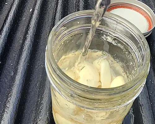 Homemade Medicinal Blue Garlic - The Lost Herbs