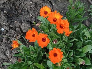 Homemade Herbal Rub for Eczema & Psoriasis - The Lost Herbs