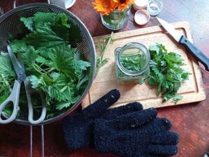 Homemade Herbal Rub for Eczema & Psoriasis - The Lost Herbs
