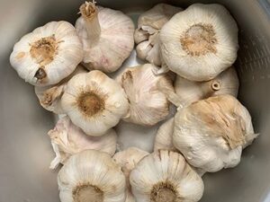 Homemade Medicinal Blue Garlic - The Lost Herbs