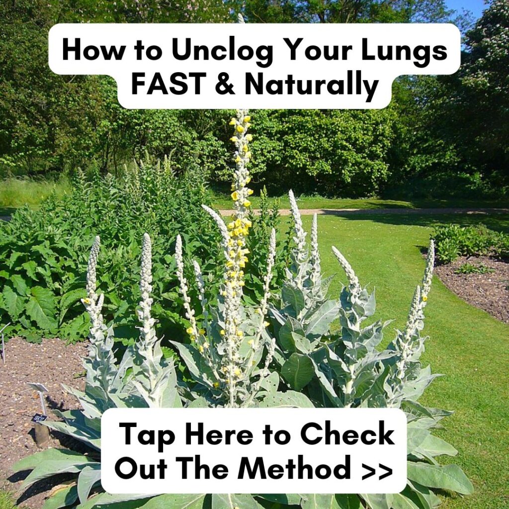 DIY Lung-Cleansing Elixir - The Lost Herbs