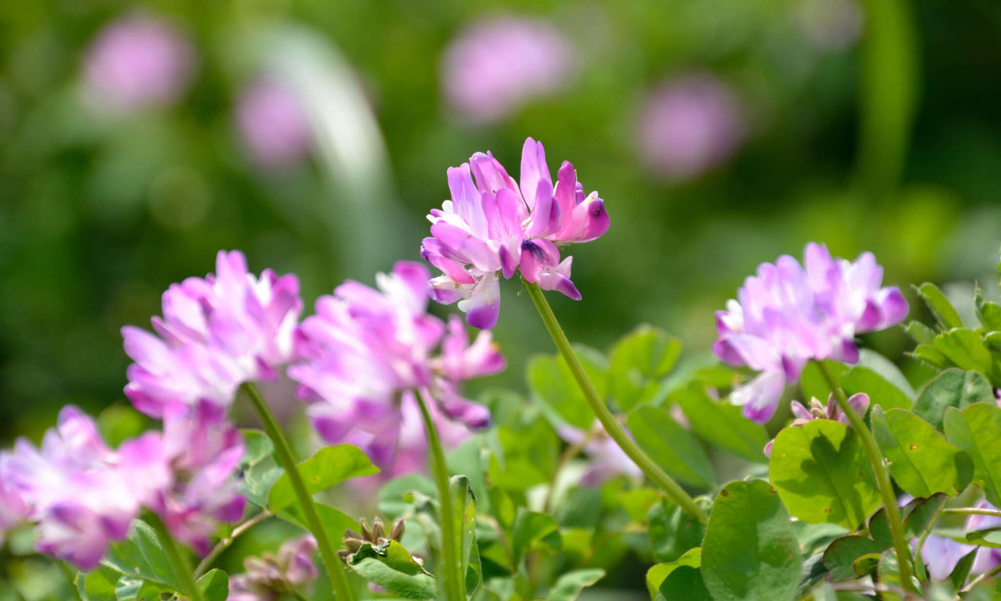 5 Natural Life Extenders That Will Get Banned Soon - The Lost Herbs