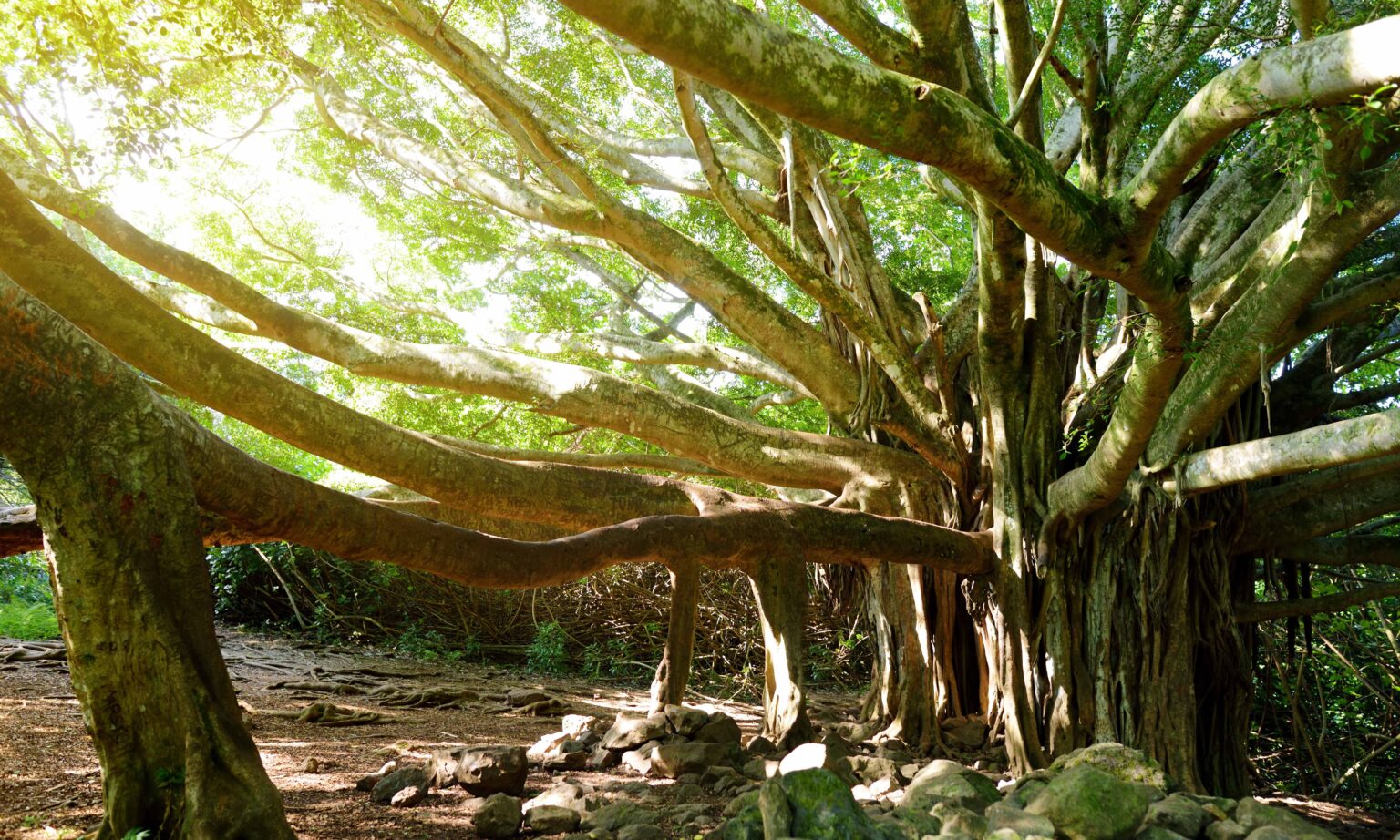 The Banyan Tree: Nature’s Pillar of Strength and Healing - The Lost Herbs