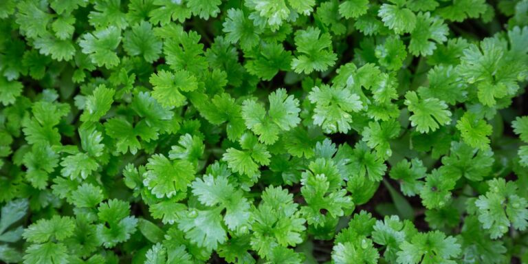 Cilantro - The Lost Herbs