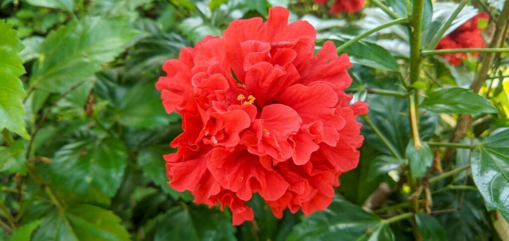 Hibiscus - The Lost Herbs